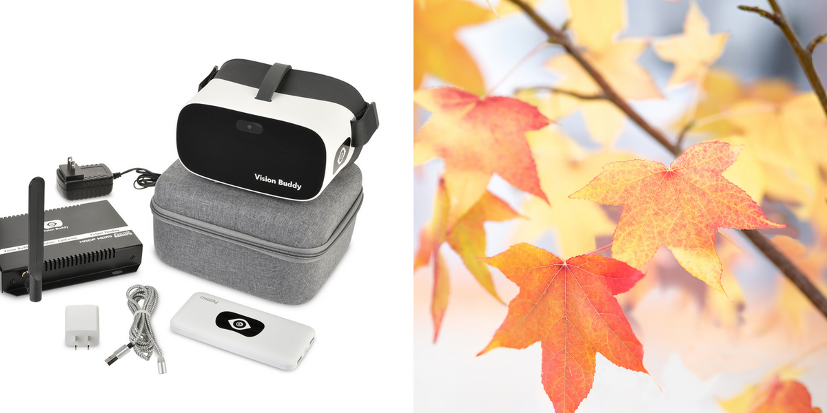 Enjoy Autumn with Better Sight. Vision Buddy is Here to Help! | VisionBuddy