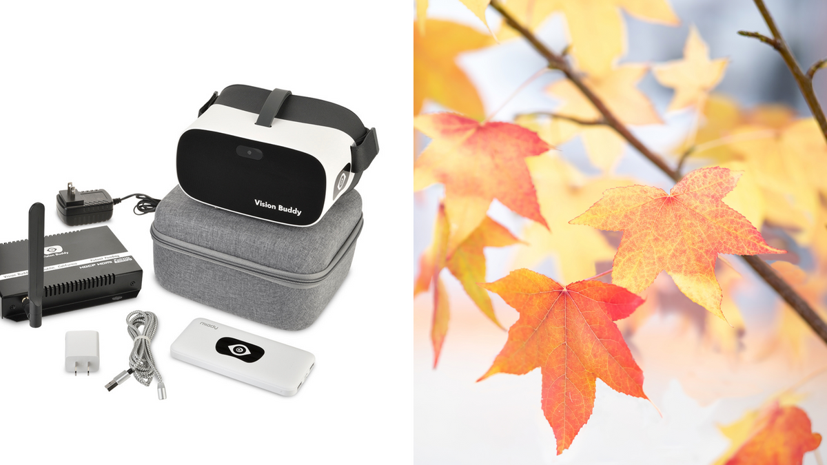 Enjoy Autumn with Better Sight. Vision Buddy is Here to Help! | VisionBuddy
